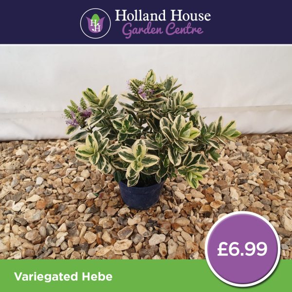 Products - Holland House Garden Centre Preston