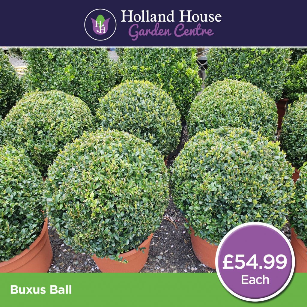 Buxus Ball - Holland House Garden Centre Preston