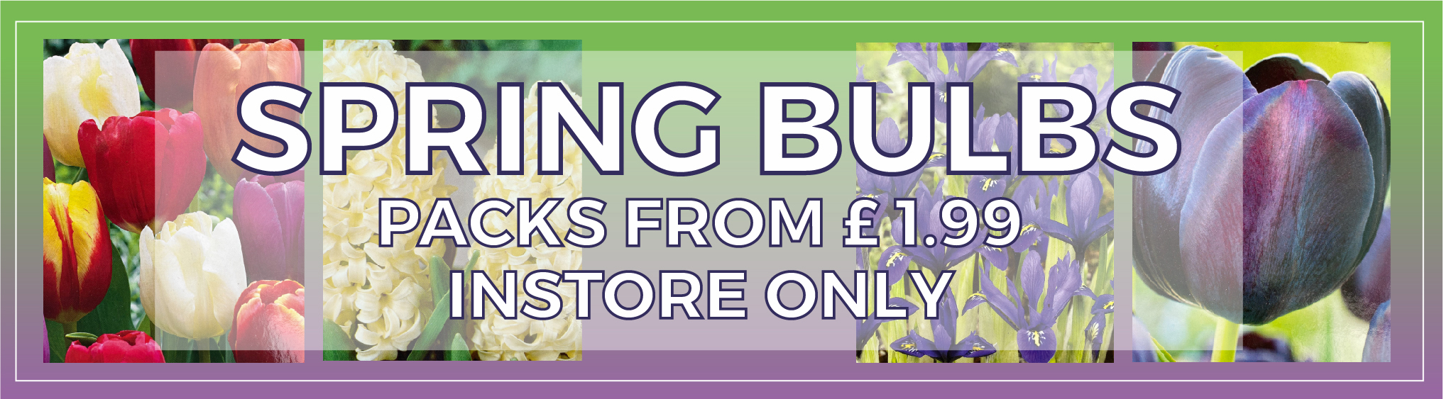 Spring Bulbs - Holland House Garden Centre Preston